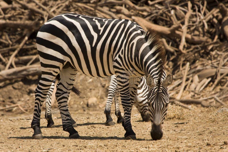 Cebra De Grant Con El Potro Foto de archivo - Imagen de africano, yegua ...