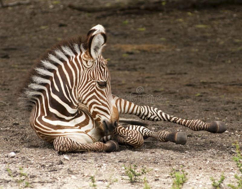 Cebra de Grevy foto de archivo. Imagen de activo, salvaje - 15177622