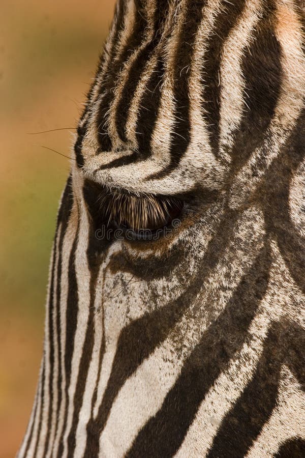 Cebra de Grevy foto de archivo. Imagen de salvaje, extinto - 613124