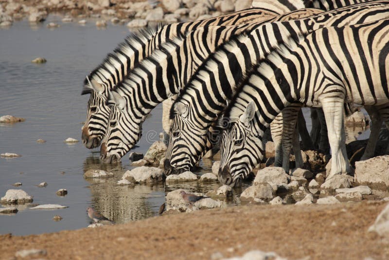 Potro De La Cebra Que Come La Hierba Imagen de archivo - Imagen de ...
