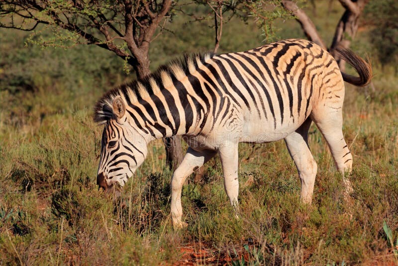 Cebra en habitat natural foto de archivo. Imagen de aventura - 15610298