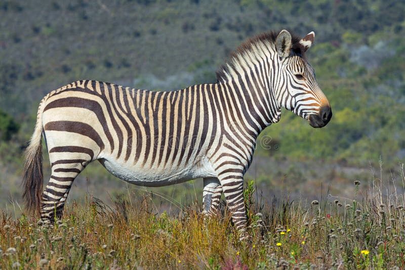Cebra de montaña del cabo foto de archivo. Imagen de prado - 32006712