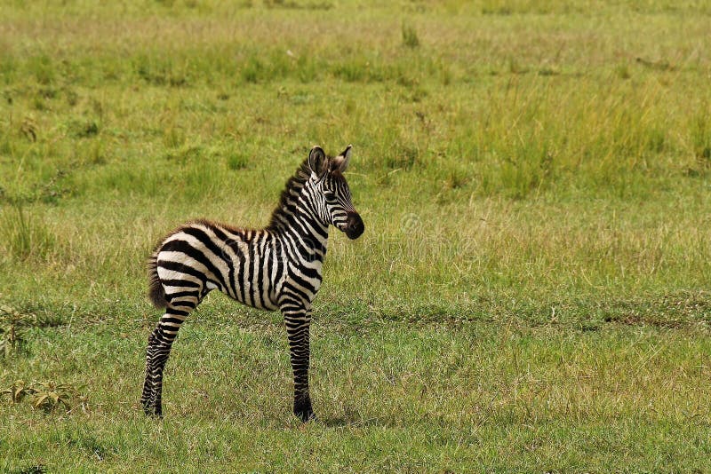 Cebra del bebé foto de archivo. Imagen de salvaje, bebé - 4431504