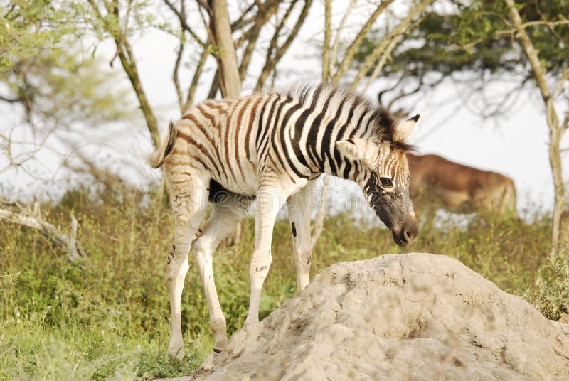 Cría De La Cebra Del Bebé, Masai Mara Imagen de archivo - Imagen de ...