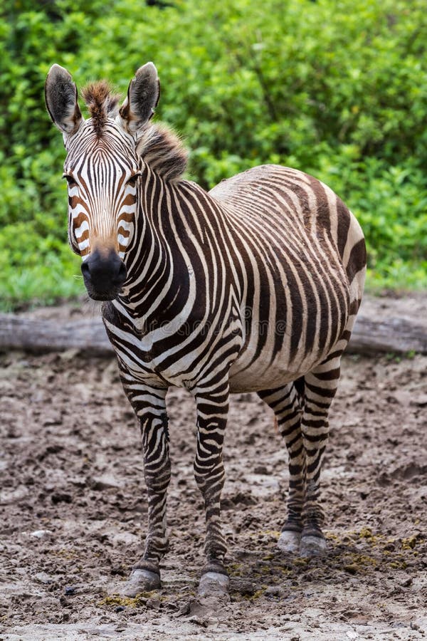 Cebra embarazada foto de archivo. Imagen de turismo, safari - 16923492