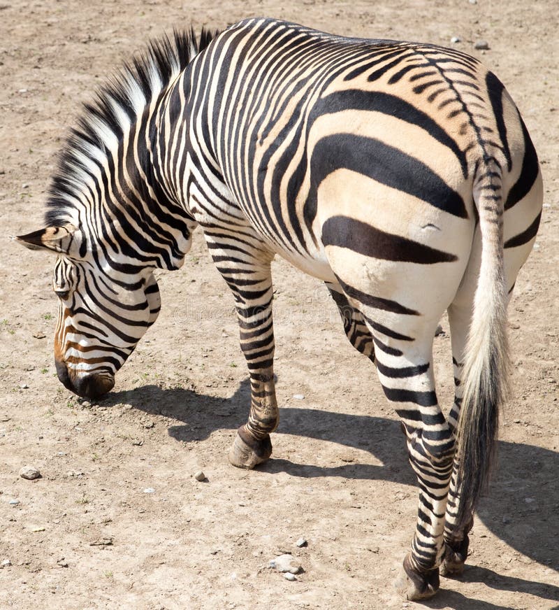 imágenes comunes del Cebra - los derechos de la transferencia directa ...