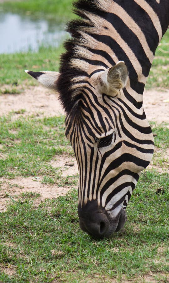 Cebra que come la hierba foto de archivo. Imagen de animal - 18955408