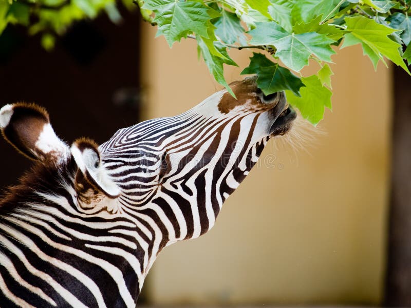 La Cebra Está Comiendo La Hierba Foto de archivo - Imagen de animales ...