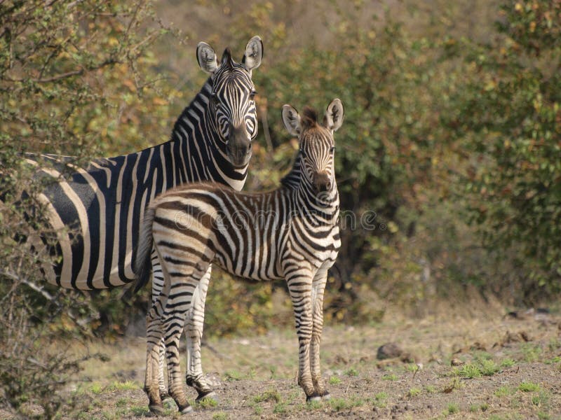 Cebra imagen de archivo. Imagen de madre, animal, bebé - 29973263