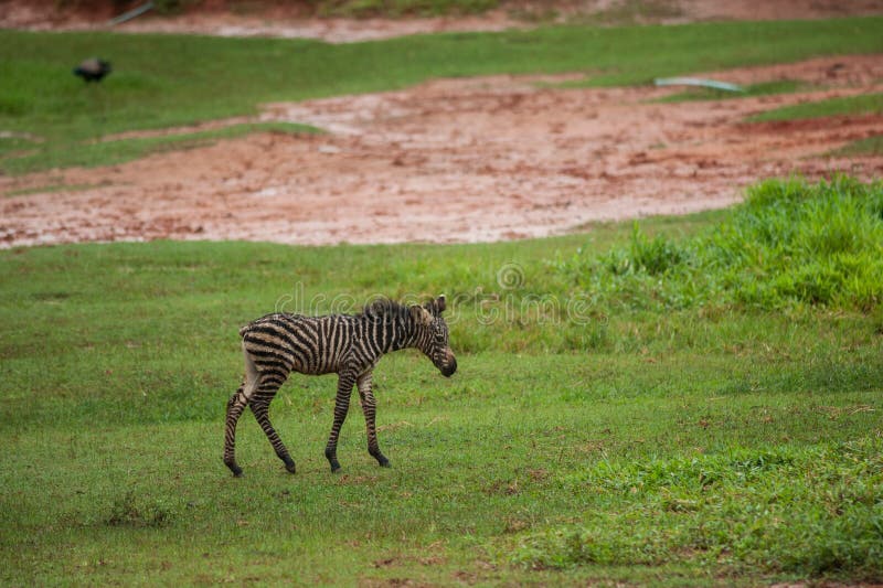 Cebra Recién Nacida Del Bebé Imagen de archivo - Imagen de criatura ...