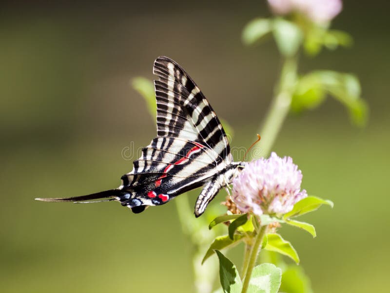 Mariposa De Swallowtail De La Cebra Aislada Imagen de archivo - Imagen ...
