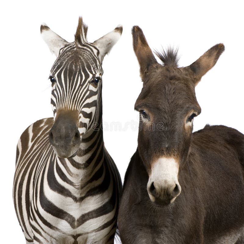Cebra y burro imagen de archivo. Imagen de familia, hermane - 7136121