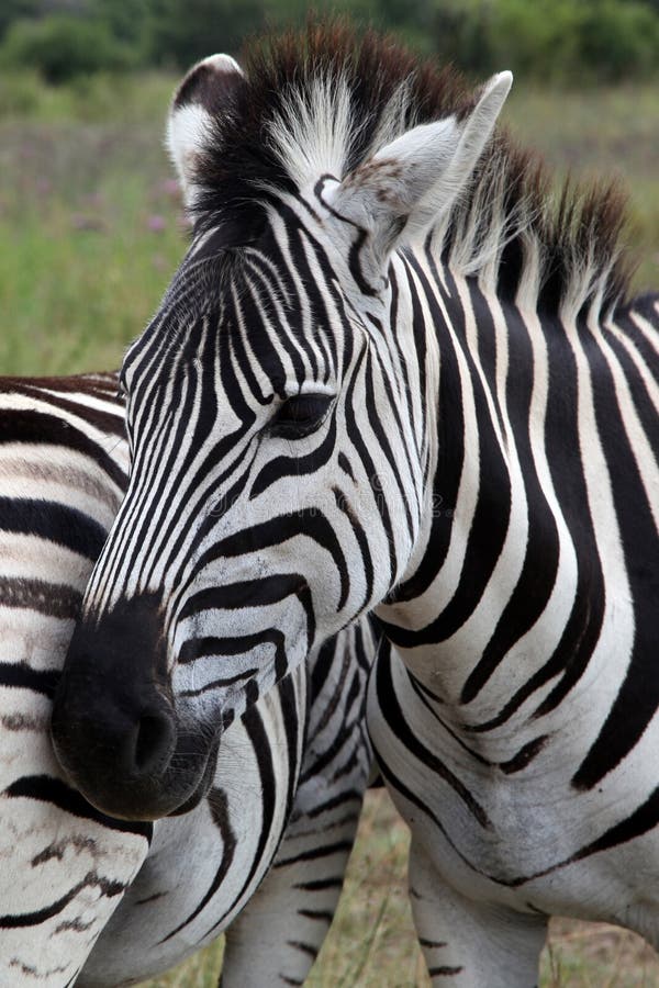 Cabeza de la cebra foto de archivo. Imagen de potro, modelos - 33231640