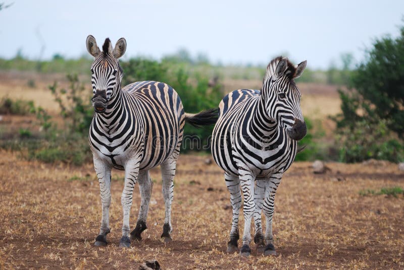 Cebras De Burchell (burchellii Del Equus) Foto de archivo - Imagen de ...