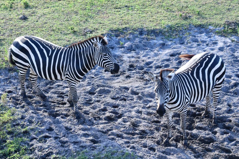 Cebras En El Medio Silvestre Imagen de archivo - Imagen de hierba ...