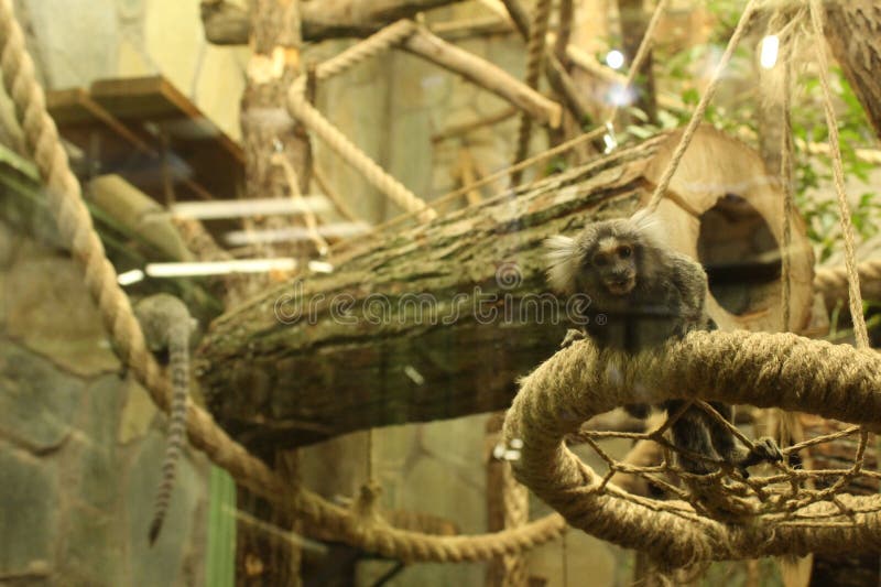 Cebuella Pygmaea Monkey Sitting on a Tree Branch Looking Right in the ...