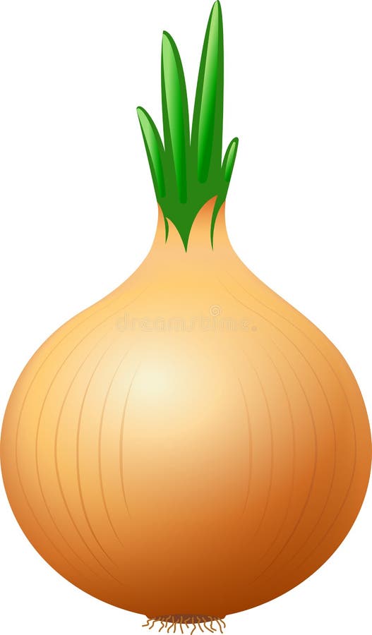 Cebula ilustracja wektor. Ilustracja złożonej z element - 31791892