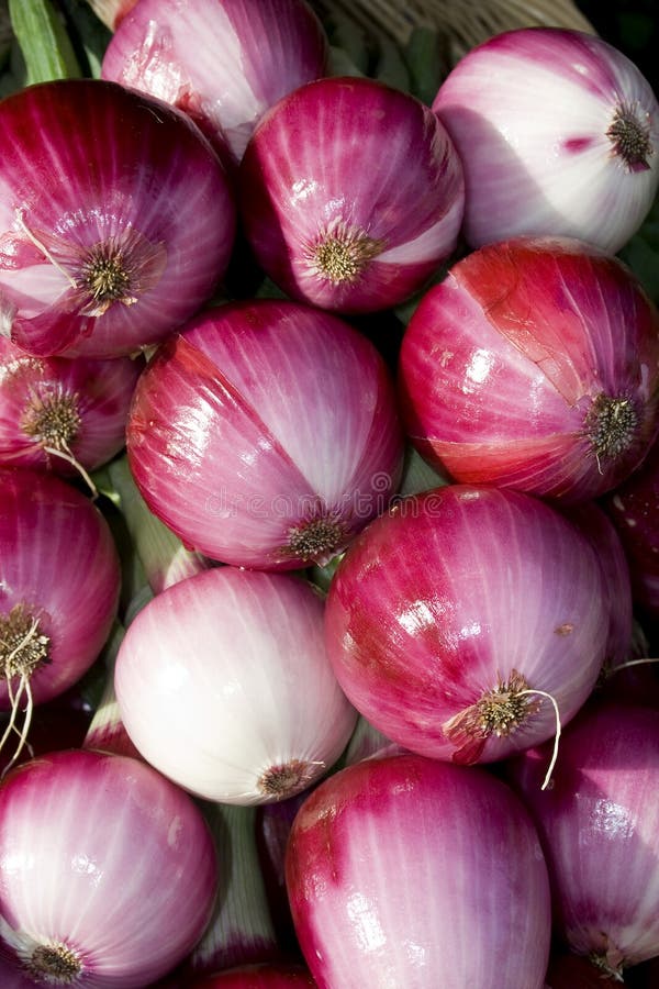 Cebula. zdjęcie stock. Obraz złożonej z cebule, kopiasty - 6275652