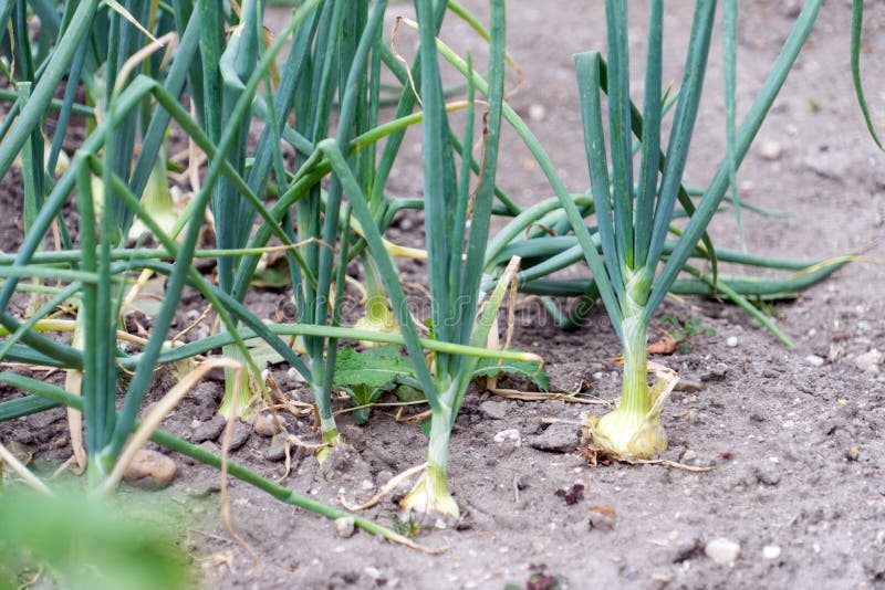 Cebule obraz stock. Obraz złożonej z natura, roślina - 120315387