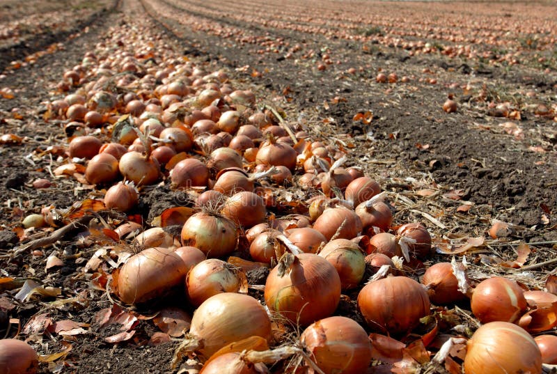 Cebuli pole zdjęcie stock. Obraz złożonej z cebula, rośliny - 27709234