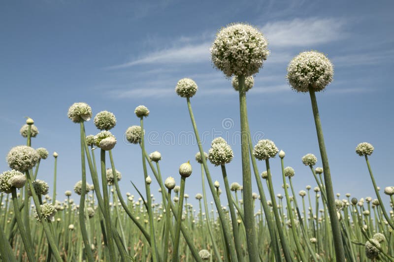 Pole Cebulowe Otoczone Budynkami Na Wsi W Pobliżu Haiphong Wietnamu ...