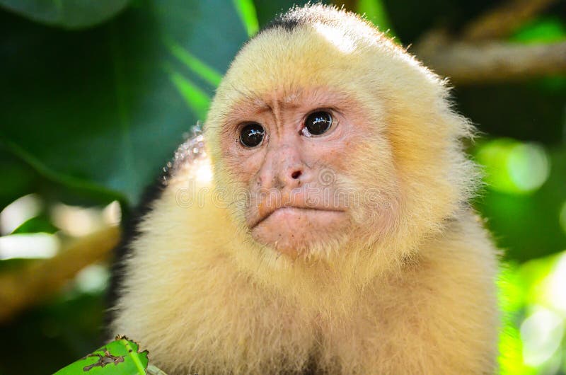 Cebus monkey stock image. Image of crown, capuchin, protection - 50411683