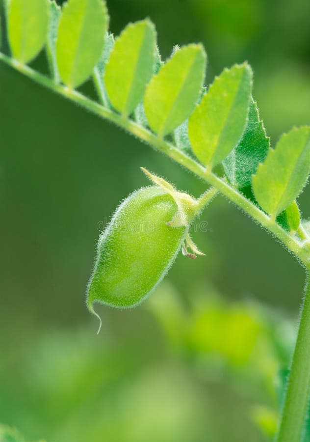 Giovane Baccello Del Cece Nella Pianta Di Cece Fotografia Stock ...