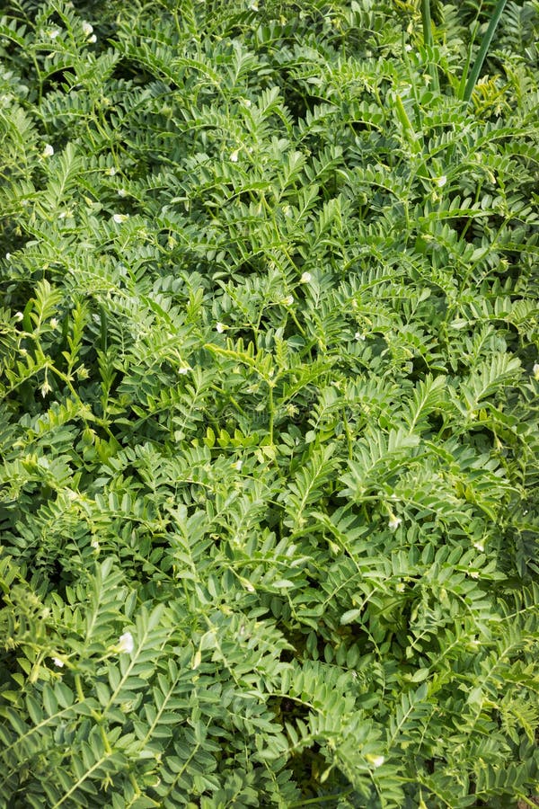 Cece delle piante verdi fotografia stock. Immagine di grezzo - 42514384