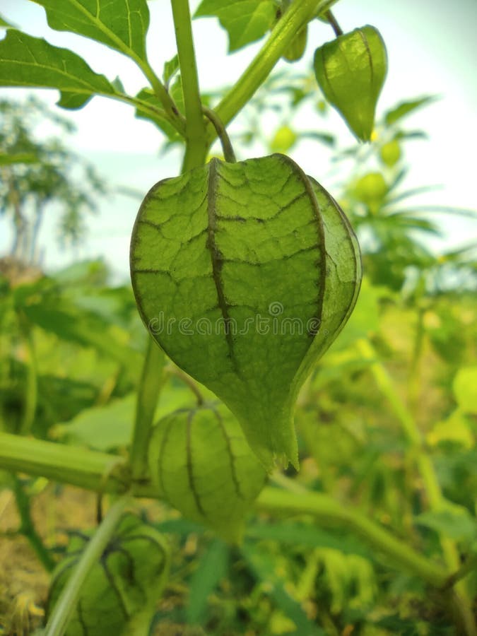 Cecendet imagen de archivo. Imagen de producto, arbusto - 229995301