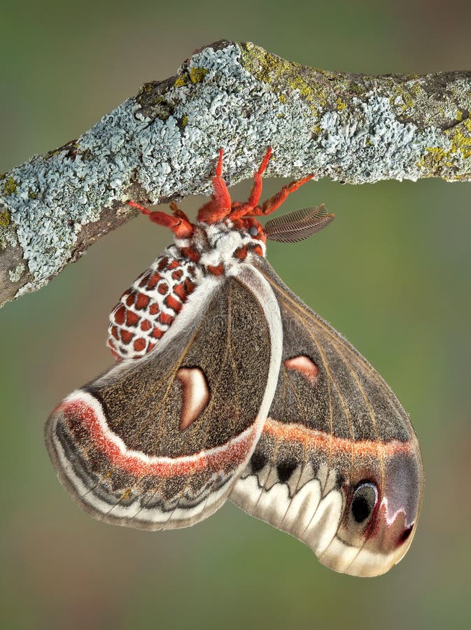 Cecropia moth cocoon stock image. Image of butterfly - 24814593