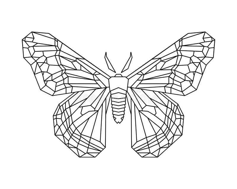 Cecropia Moth Stylized Vector Illustartion On White Stock Vector ...