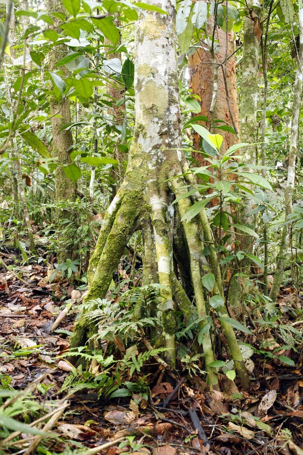 Cecropia Tree with Stilt Roots Stock Image - Image of america, moss ...