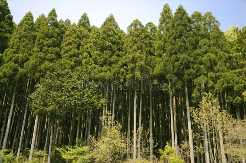 Cedar stock photo. Image of view, background, beauty - 10152158