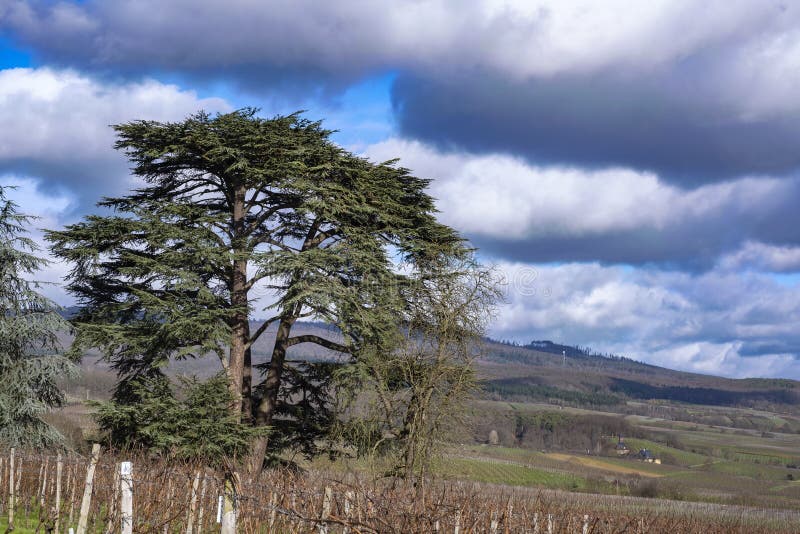 Cedar amidst vineyards stock image. Image of rhineland - 239101255