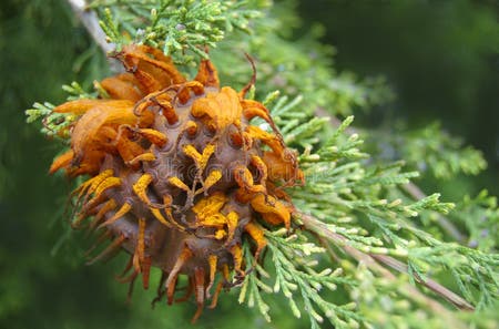 Cedar Apple Rust Fungus stock image. Image of orange - 12209049