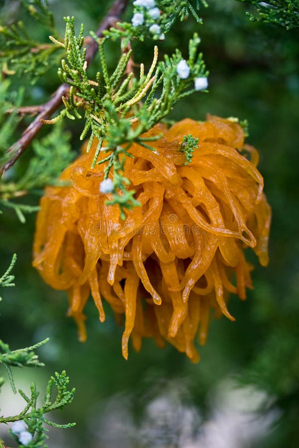 Cedar Apple Rust Fungus stock image. Image of cedar, branches - 21499337
