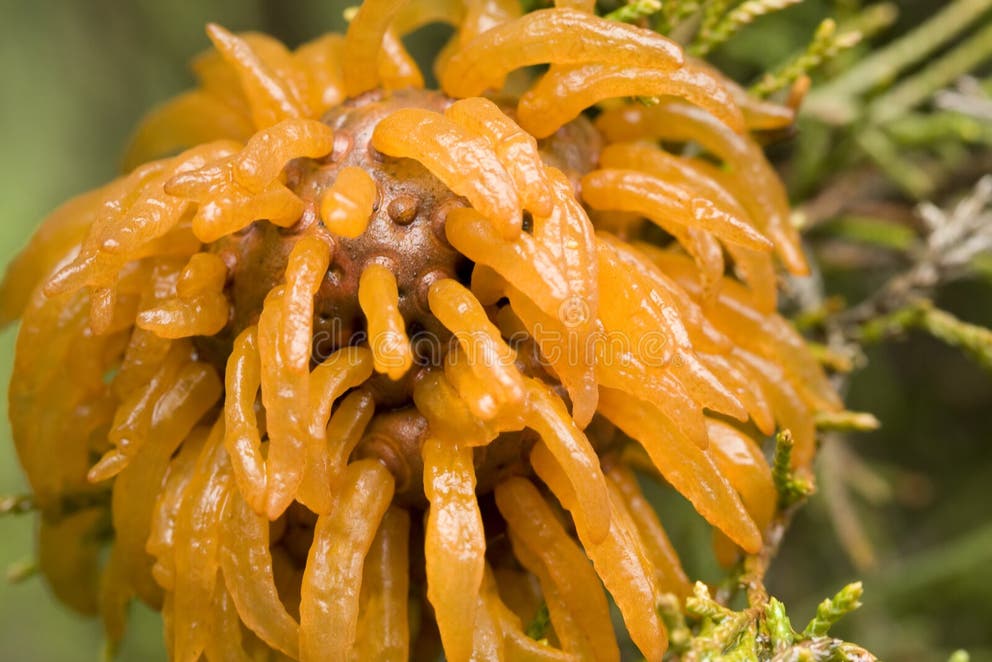 Cedar Apple Rust Fungus stock image. Image of fusiform - 4801829