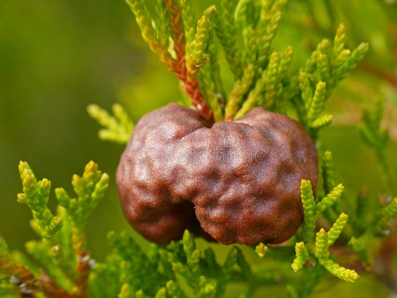Cedar-Apple Rust Gall on Evergreen 2 Stock Image - Image of branches ...
