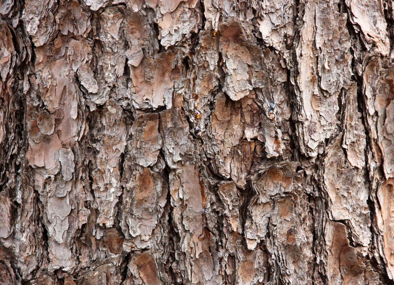 Cedar bark texture stock image. Image of crust, natural - 30897341