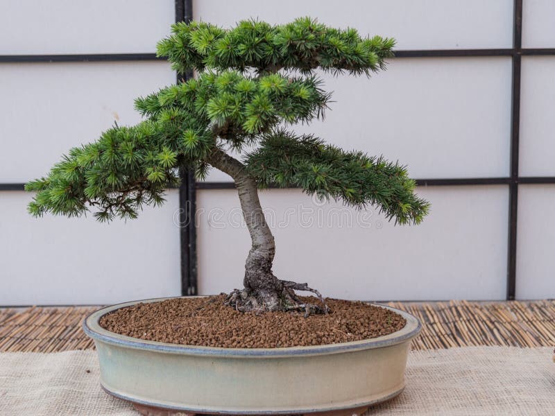 Cedar Bonsai Tree Cedrus Libani Stock Image - Image of dramatic, cedar ...