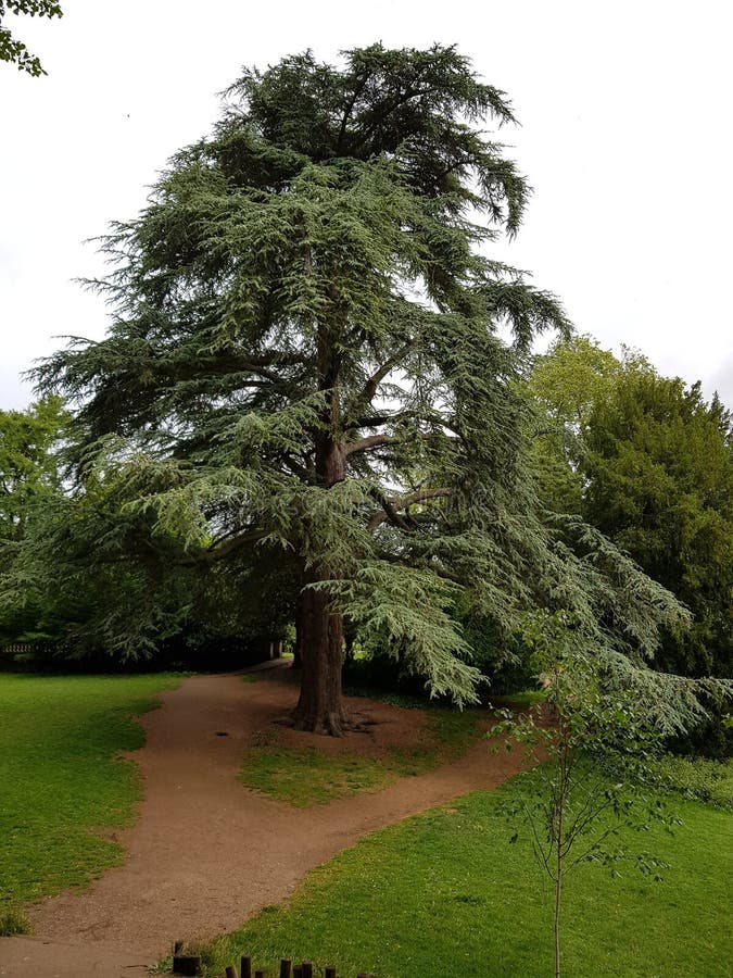 Cedar Tree stock afbeelding. Afbeelding bestaande uit nave - 77460723