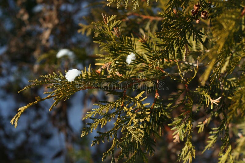 Cedar Branch stock photo. Image of environment, biology - 6287358