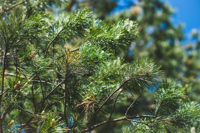Cedar branch close-up shot stock image. Image of shallow - 95054379