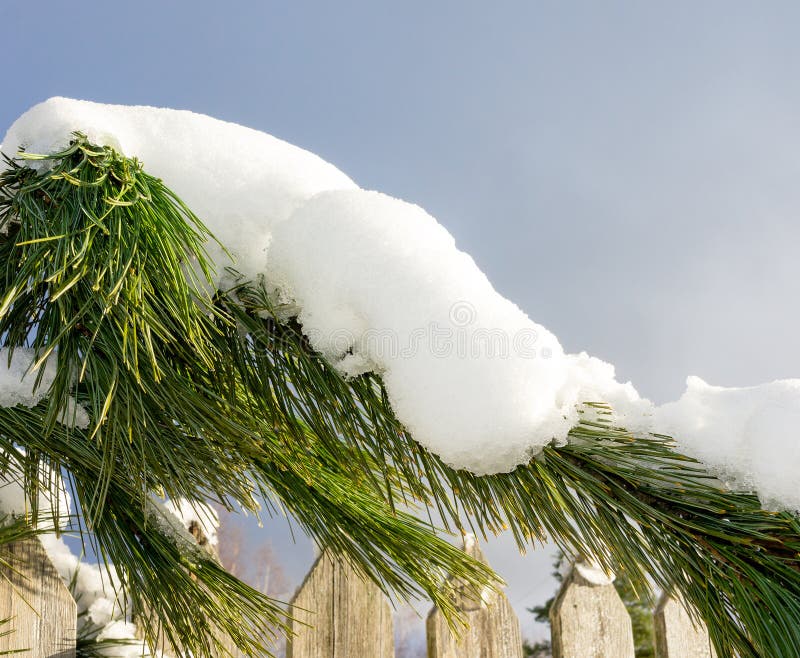 Cedar branch in snow stock image. Image of frost, snow - 80163643