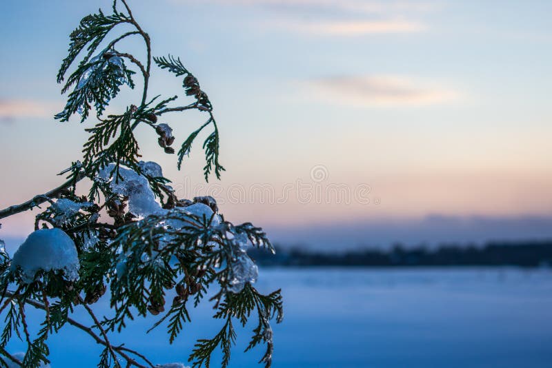 A Cedar Branch with Snow and Ice Stock Image - Image of conifer, cone ...