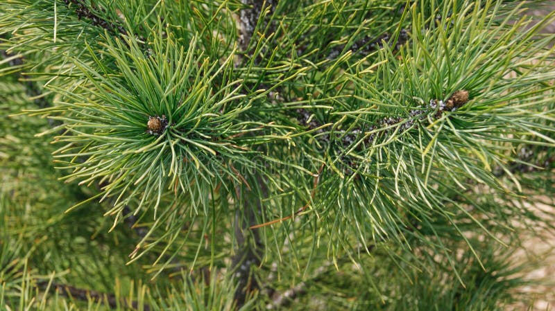 Cedar stock image. Image of siberia, cedar, flora, nature - 73634209