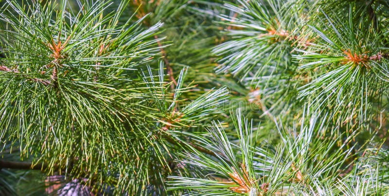 Flowering cedar branches stock image. Image of covered - 109534145