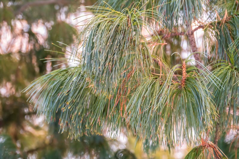 Cedar Branches with Long Fluffy Needles with a Beautiful Blurry ...