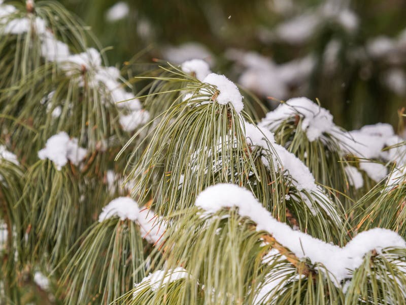 Cedar Branches with Long Fluffy Needles in Winter Covered with Snow ...