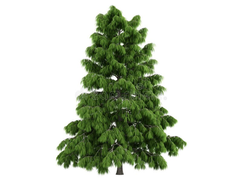 Cedar_(Cedrus_deodara) stock illustration. Illustration of branch - 9784501